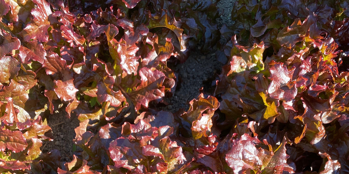 Mascara Leaf Lettuce – Click Seattle Local