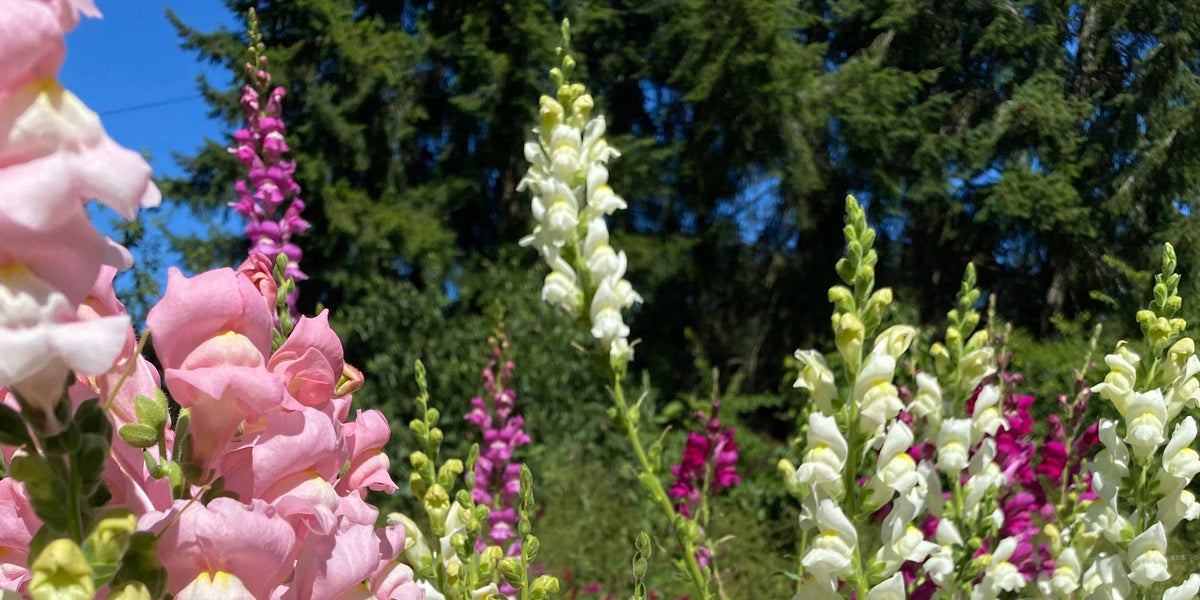 Snappy Multicolor Snapdragon Mix – Click Seattle Local