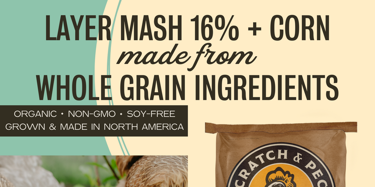 Scratch & Peck Organic Layer Mash 16% with Corn(Shipping Included ...